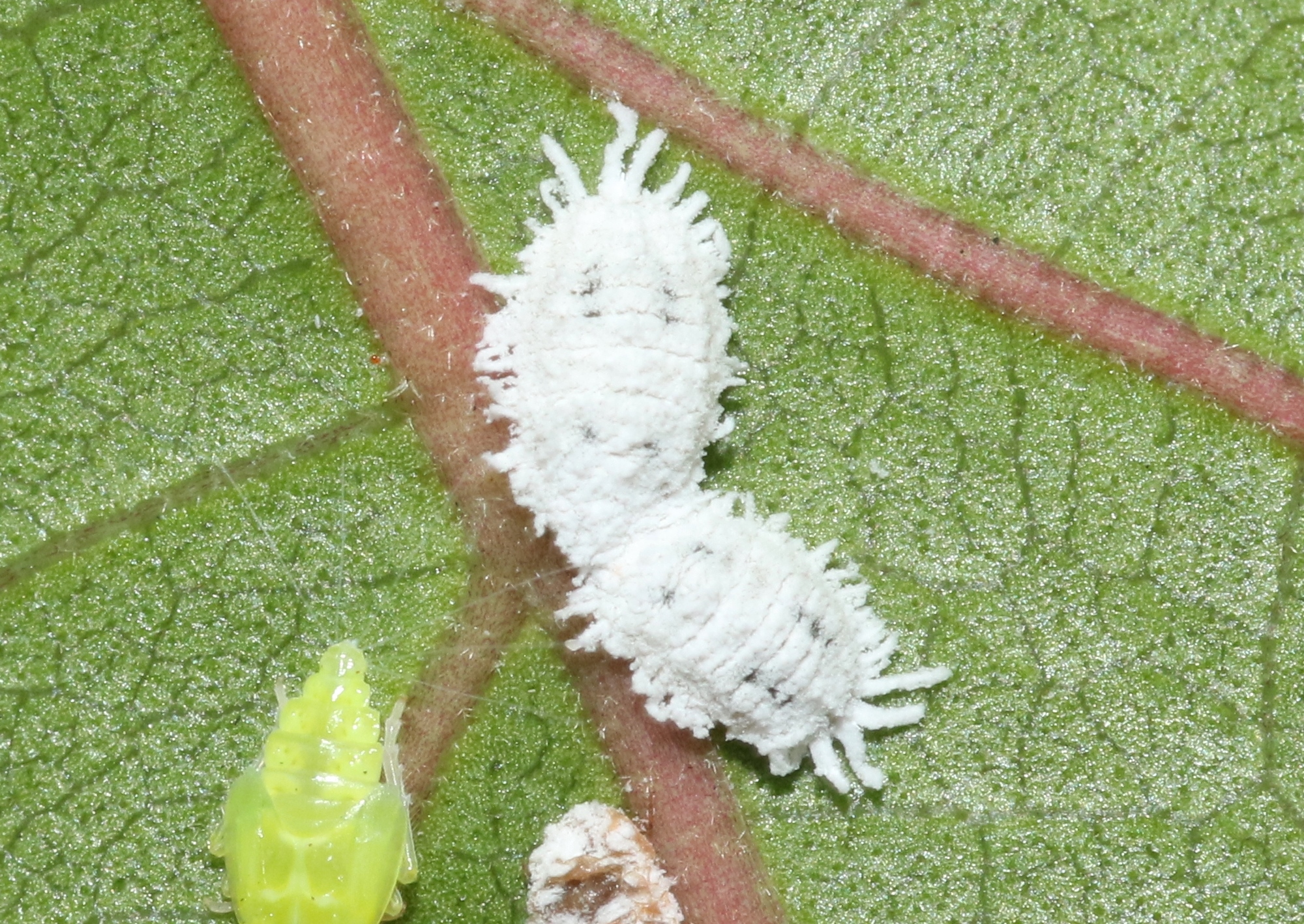 Phenacoccus solenopsis Tinsley, 1898