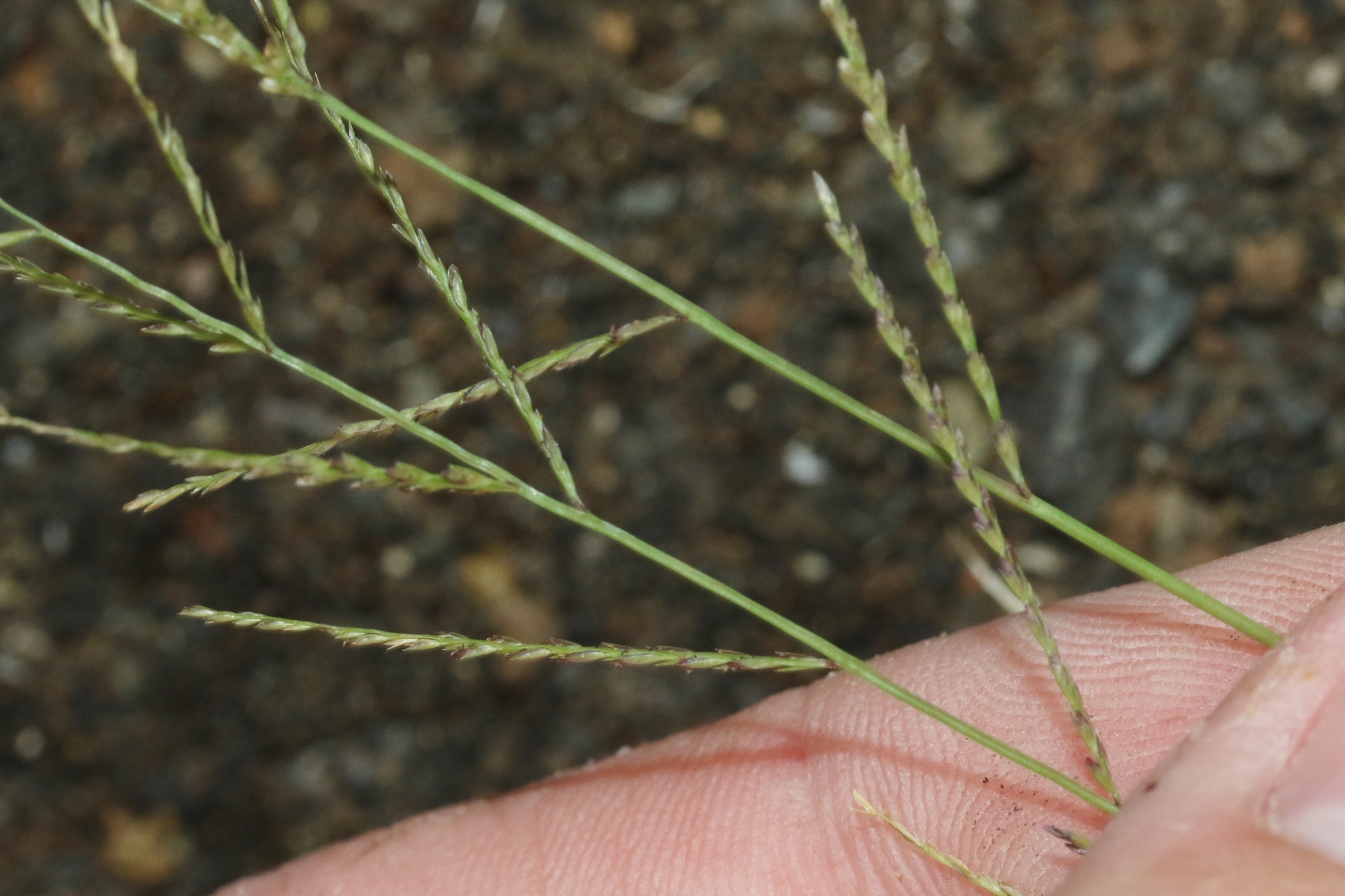 Leptochloa panicea (Retz.) Ohwi
