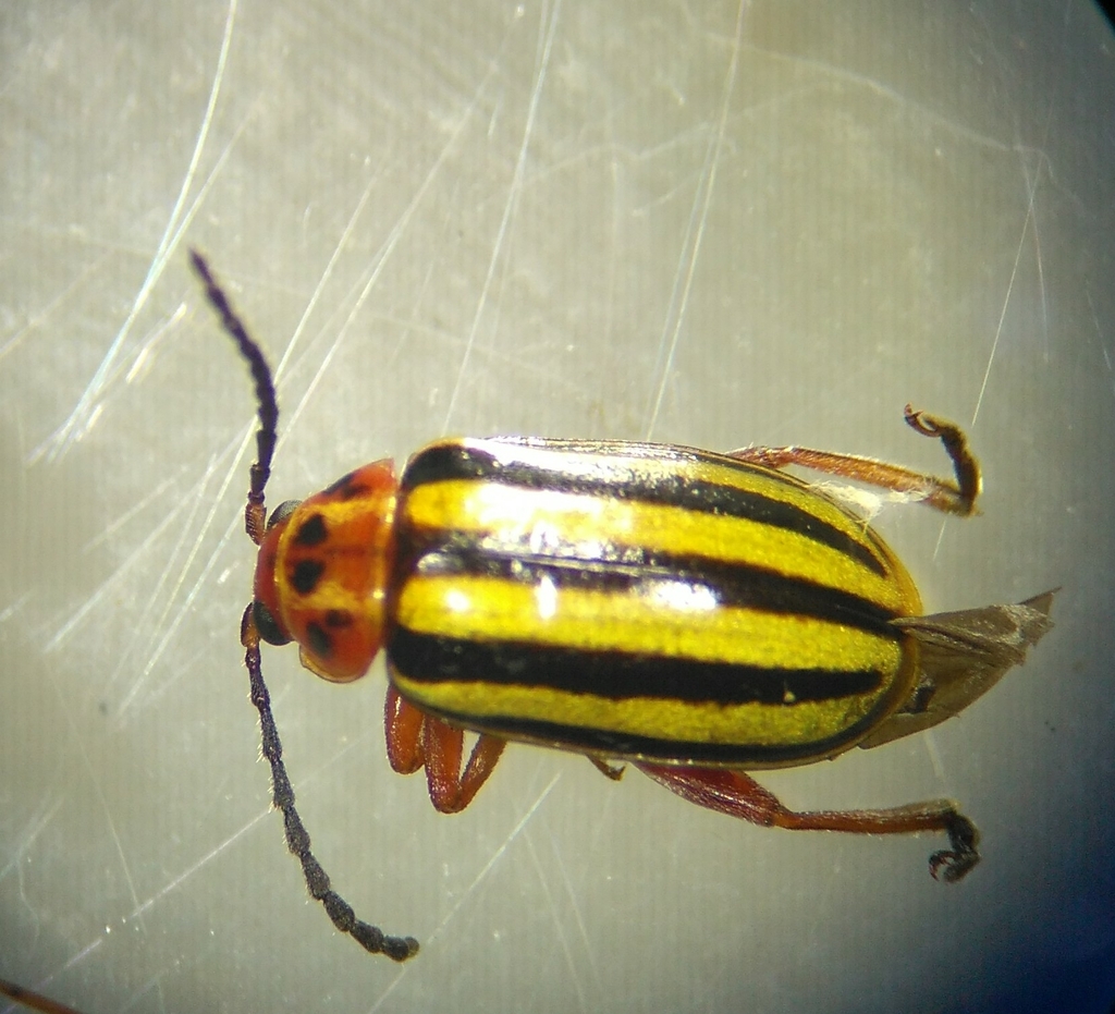 Disonycha fumata from Fazenda Experimental - UFAM on August 28, 2022 at ...