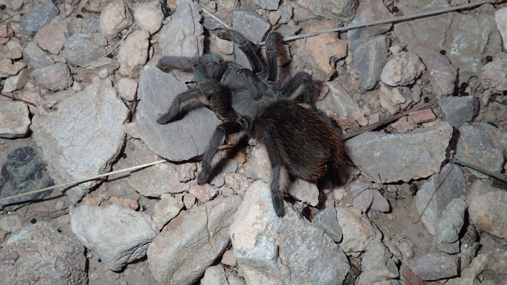 Tucson Bronze Tarantula from Cochise County, AZ, USA on September 15 ...