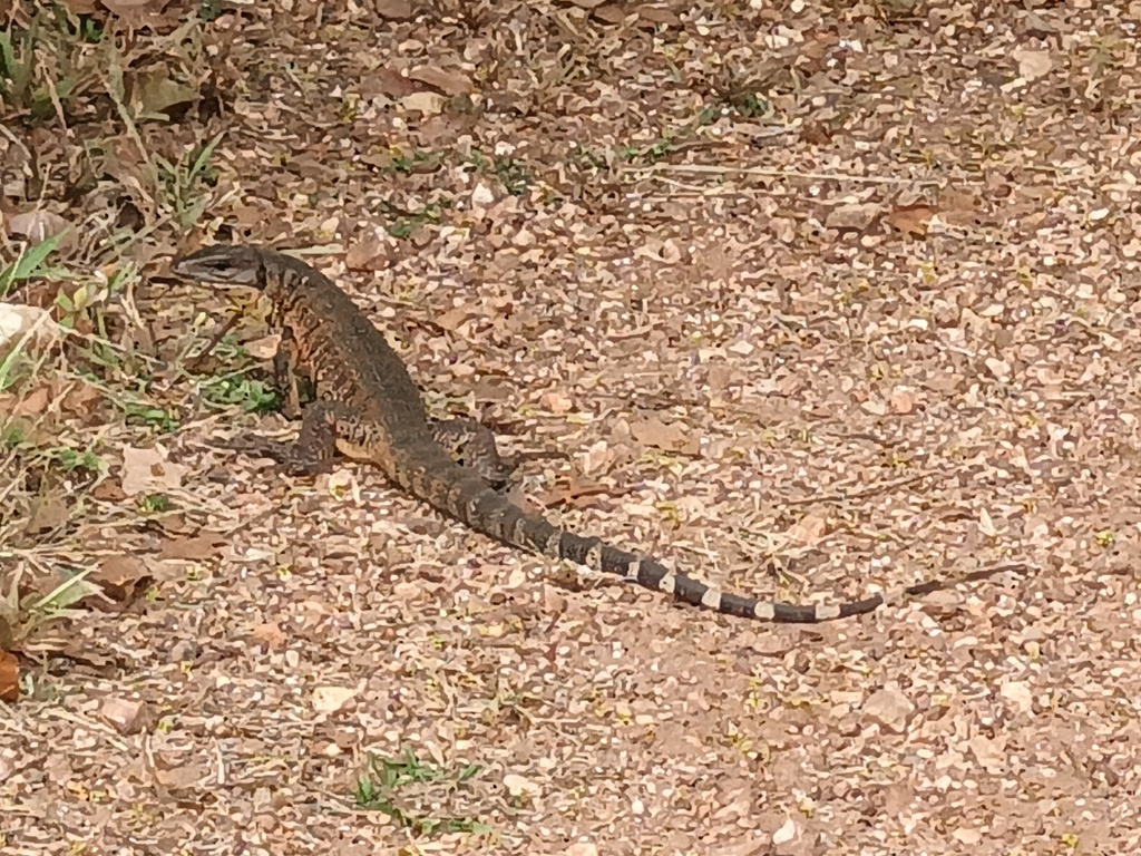 Matipu Tegu from Centro Político Administrativo, Cuiabá - MT, Brasil on ...