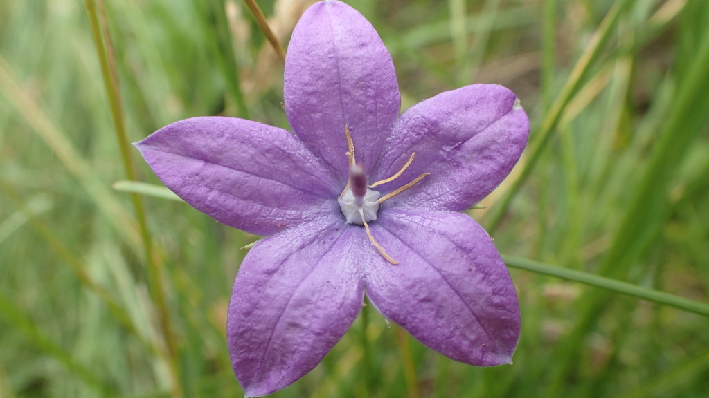 Parry's Northern Harebell (Plants of Mueller State Park) · iNaturalist