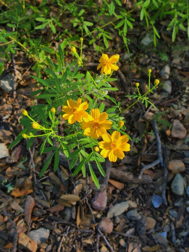 Lemmon's marigold from Sierra Vista Southeast, AZ, USA on September 16 ...