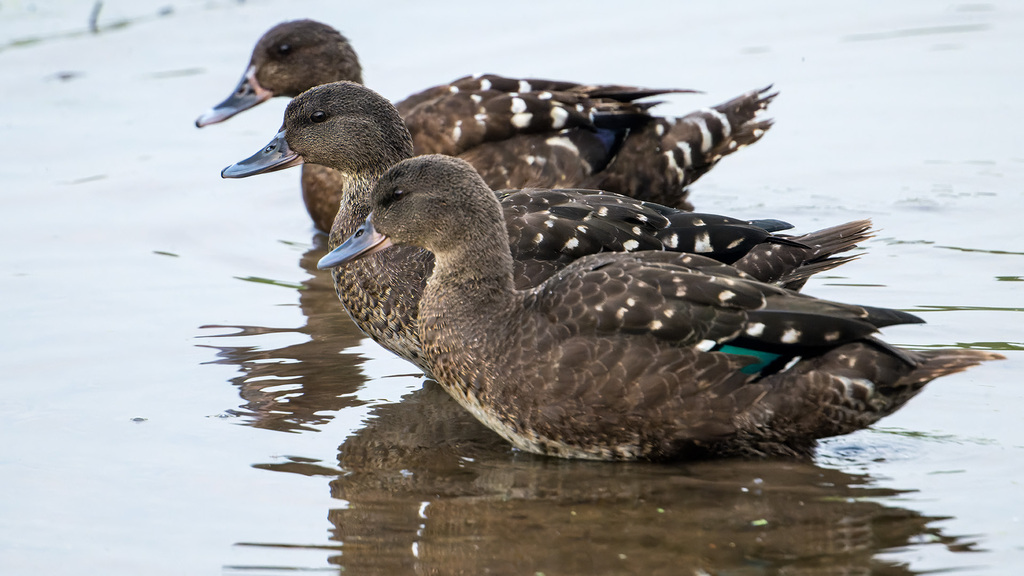Southern African Black Duck from Umbogintwini, Amanzimtoti, 4120, South ...
