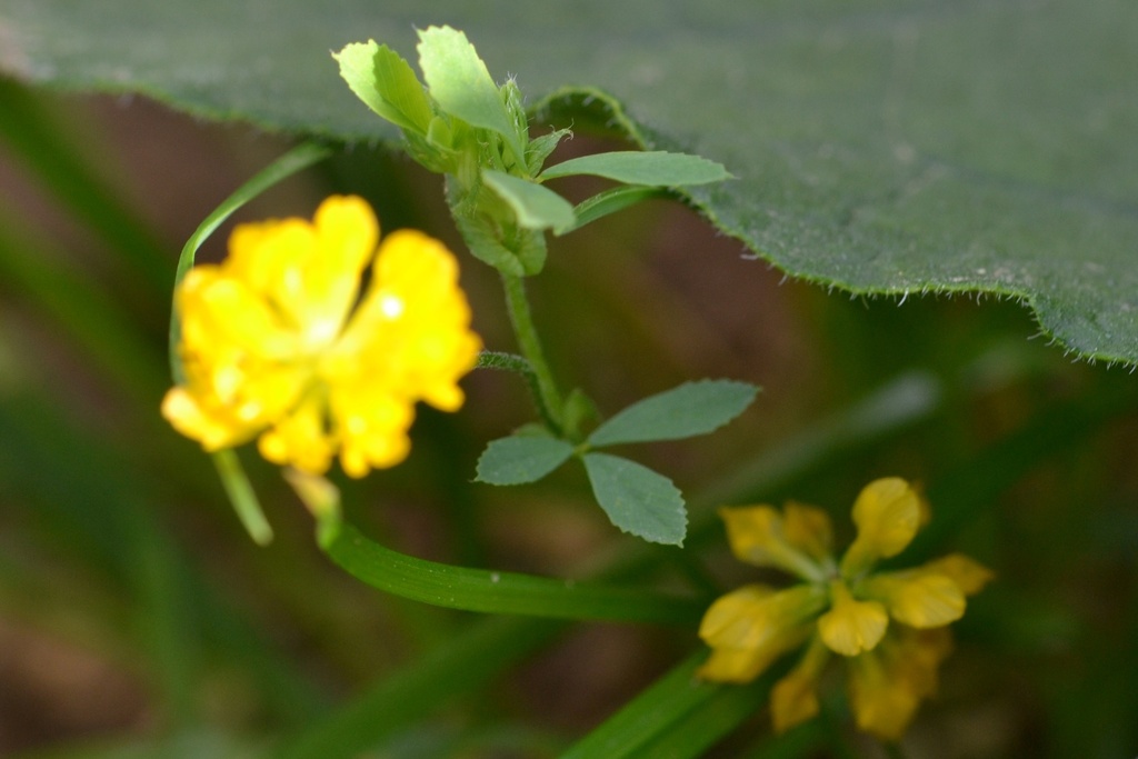 large hop clover from 294 73 Horky nad Jizerou, Česko on September 11 ...