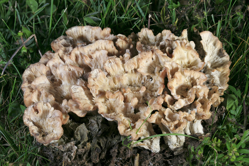 woolly rosette from Somerset County, PA, USA on September 3, 2022 by ...