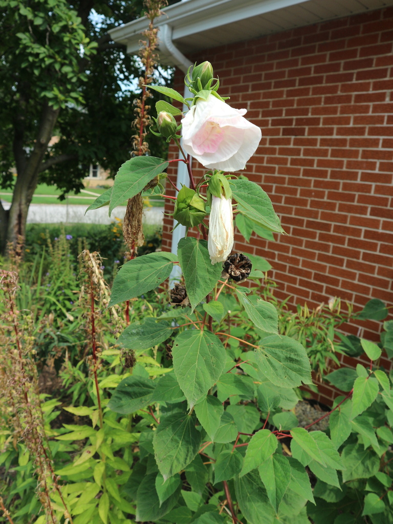 swamp rose mallow in September 2022 by David · iNaturalist
