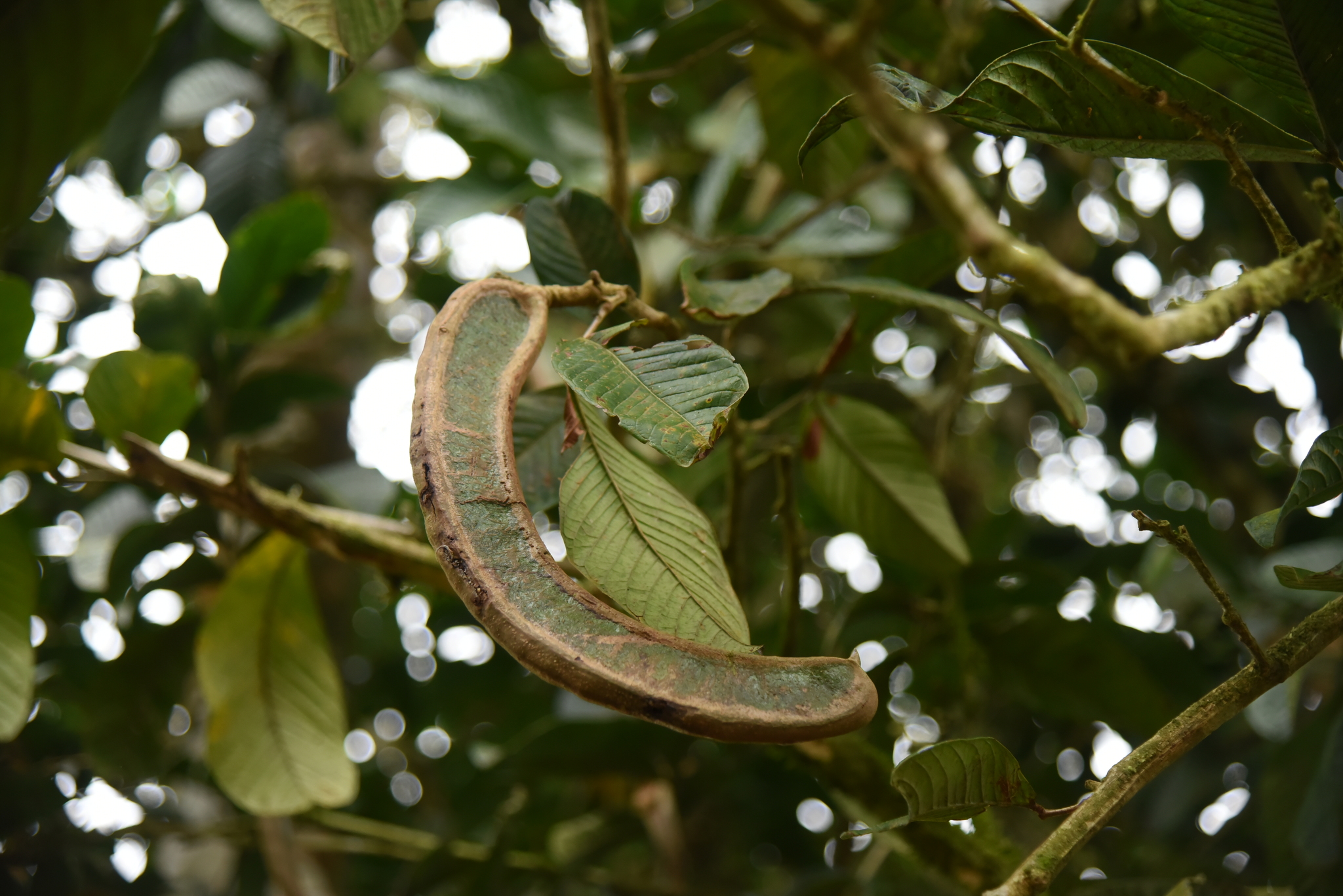 Inga spectabilis (Vahl) Willd.