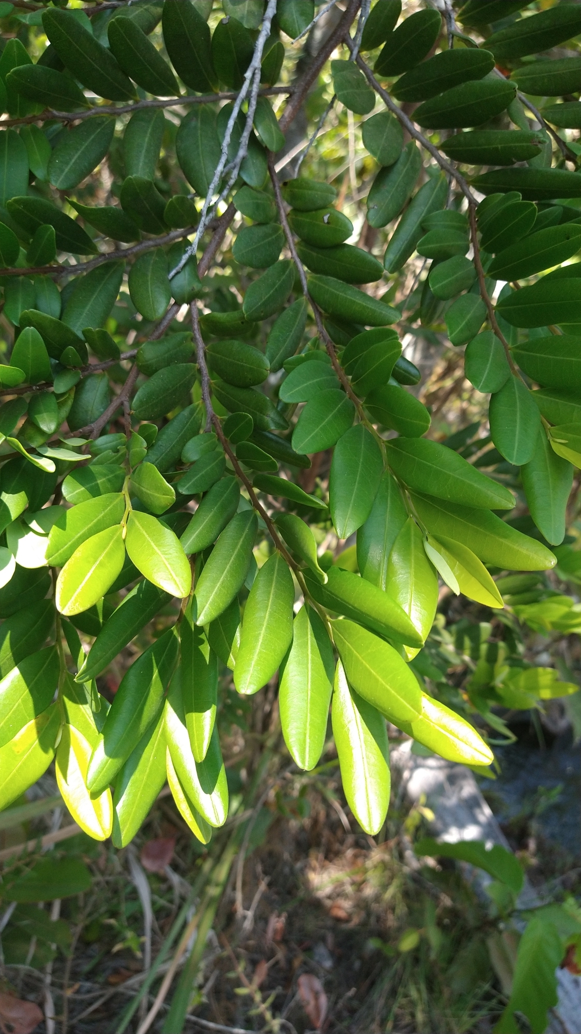 Xylopia emarginata Mart.