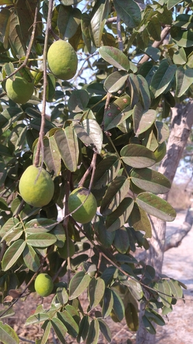Andira cordata · iNaturalist