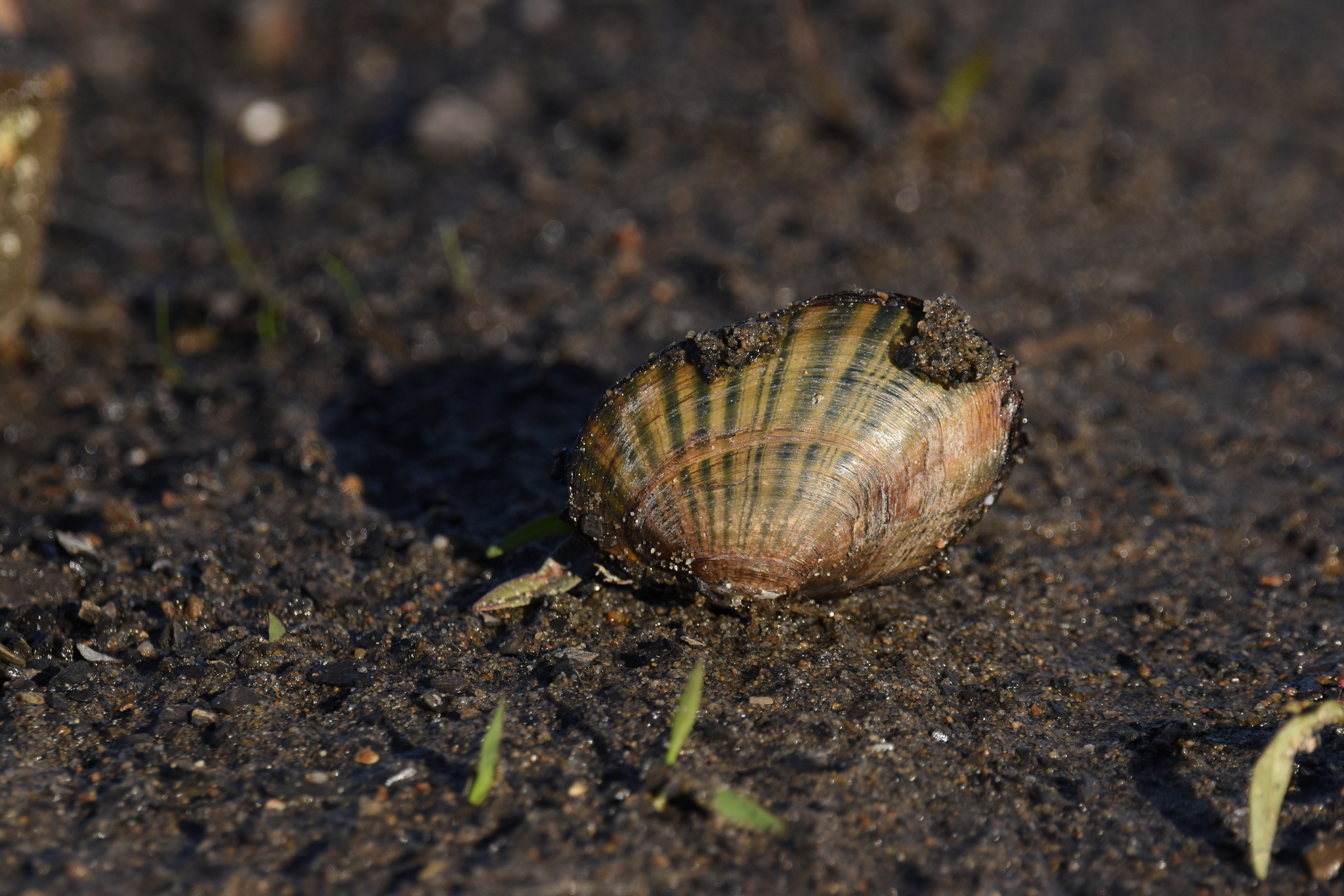 Lampsilis radiata (Gmelin, 1791)