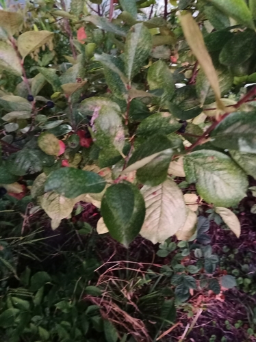 Observations by nicothoe · iNaturalist