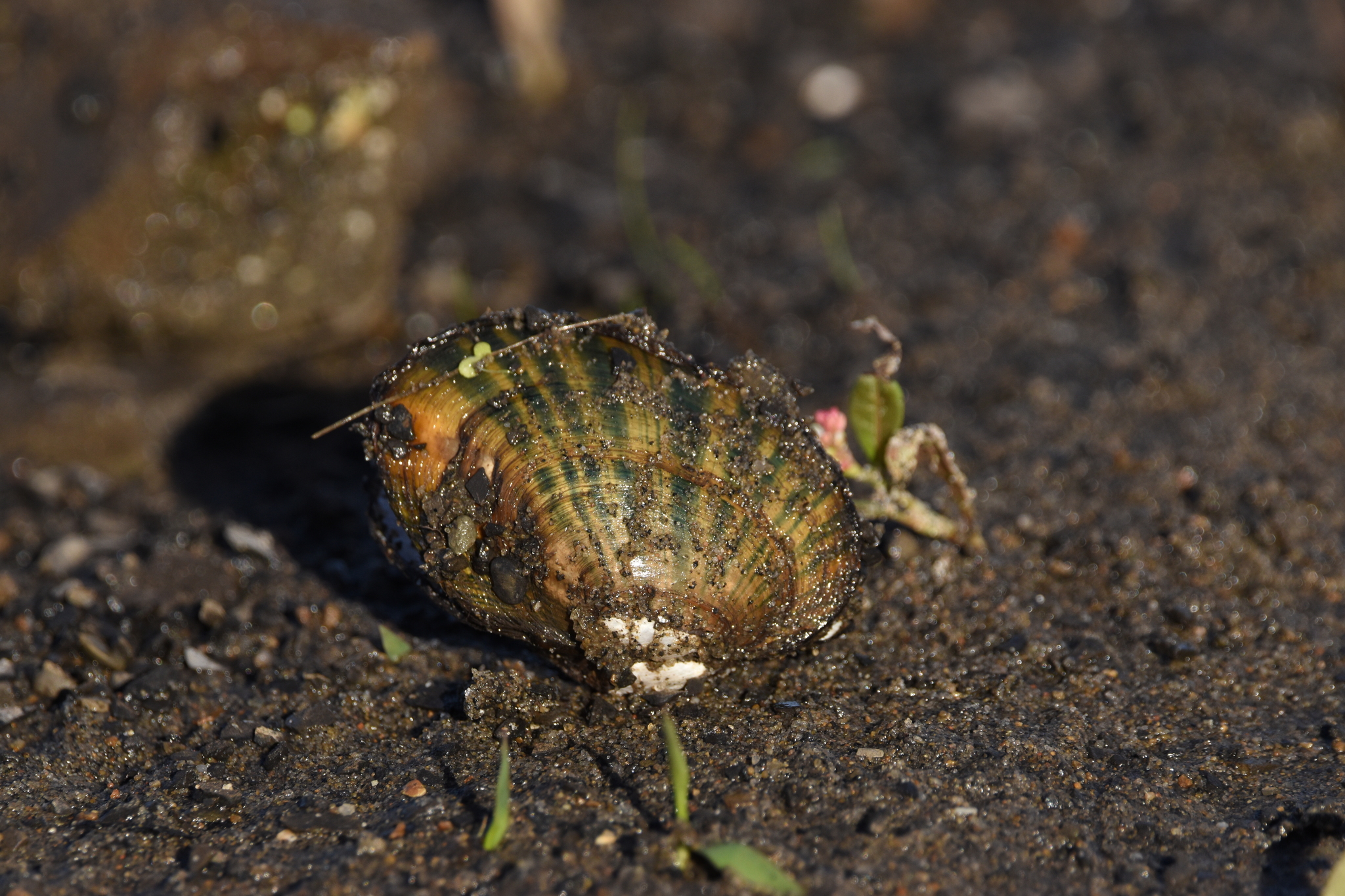 Lampsilis radiata (Gmelin, 1791)