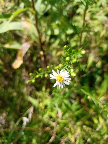 Observations by nicothoe · iNaturalist