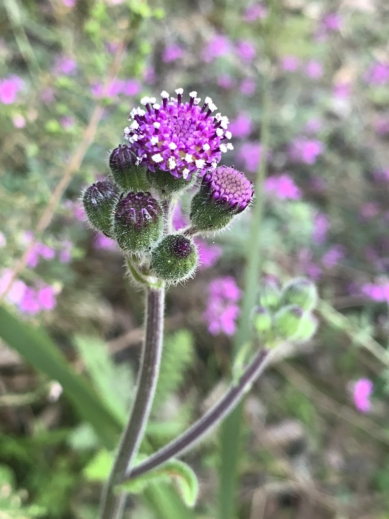 Purple Ragwort from Newlands Forest, Cape Town, WC, ZA on September 14 ...