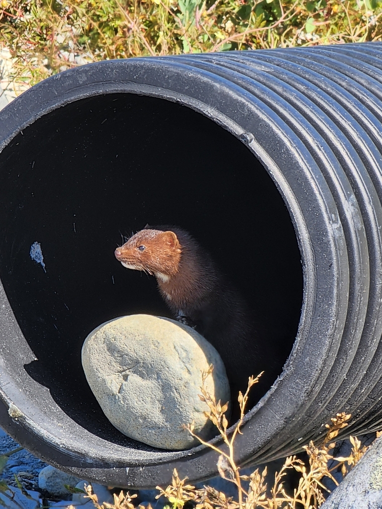 American Mink from Hunts Point, NS B0T 1G0, Canada on September 16 ...