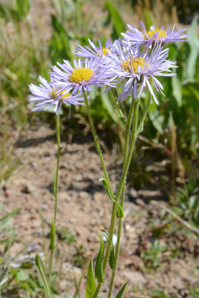 Beautiful Fleabane (Plants of State Forest State Park) · iNaturalist