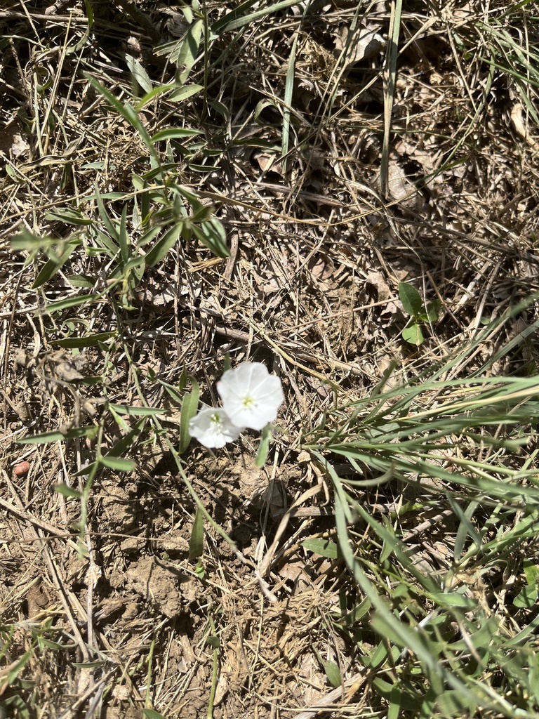 silky evolvulus from Pettytown Rd, Red Rock, TX, US on September 16 ...