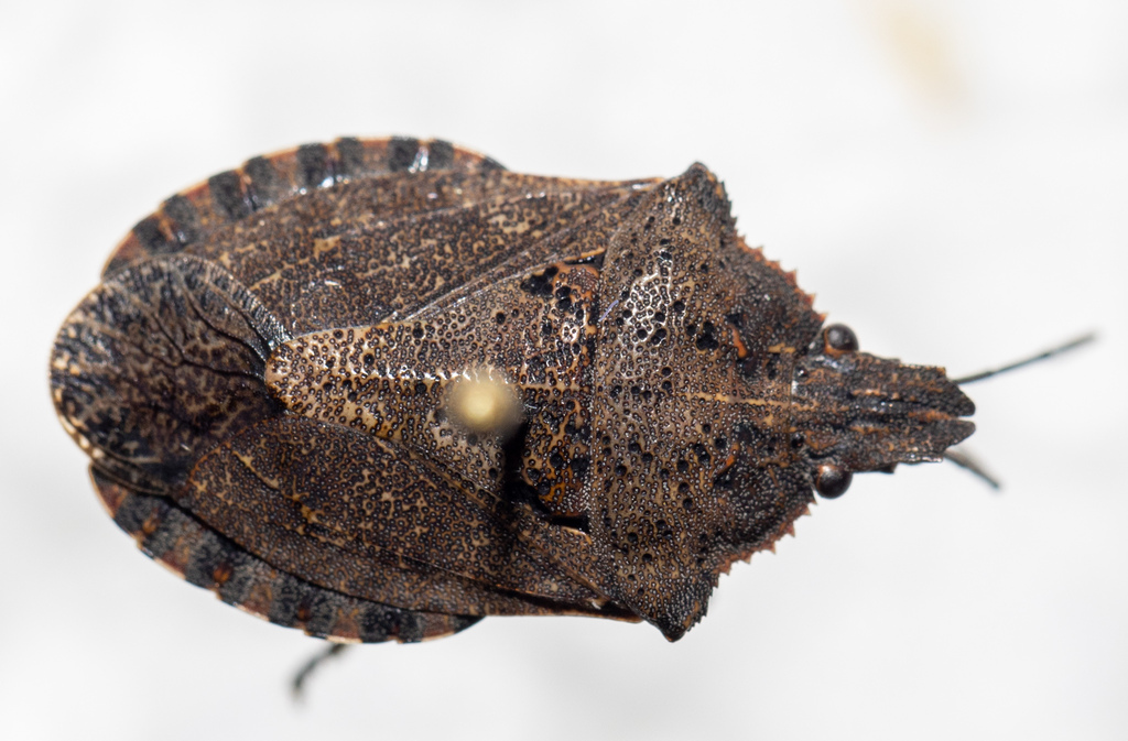 Four-humped Stink Bug from Warren County, OH, USA on September 14, 2022 ...