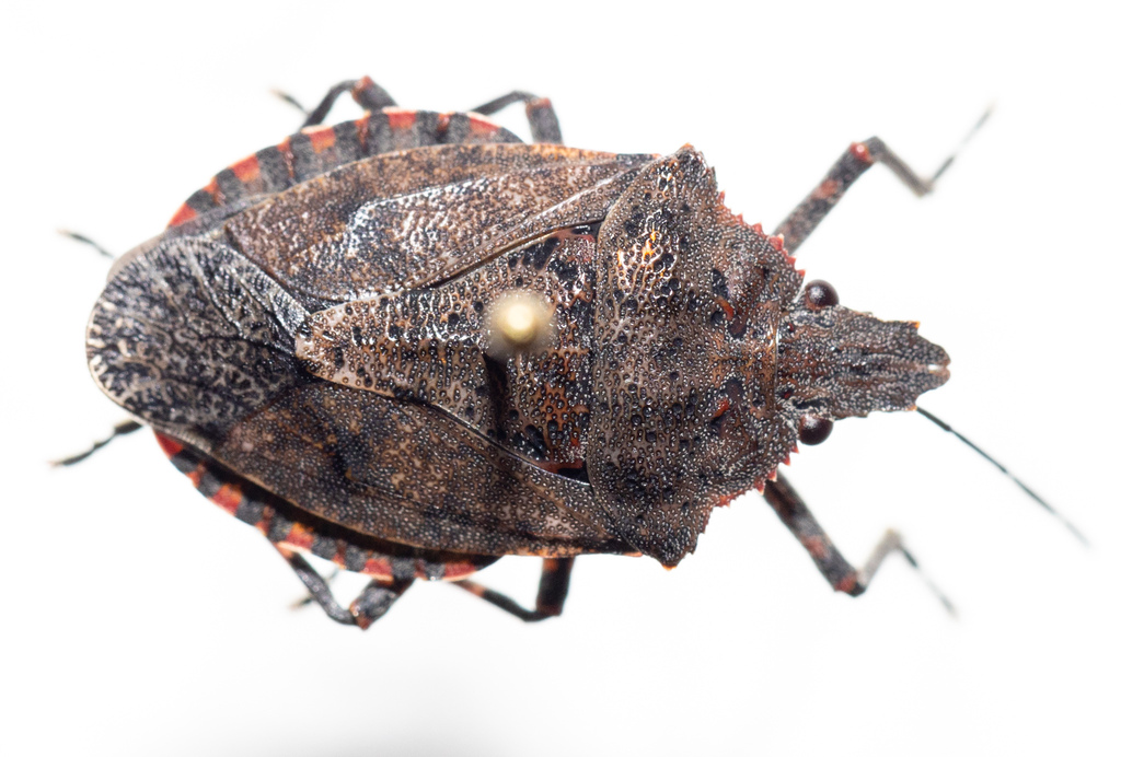 Four-humped Stink Bug from Warren County, OH, USA on September 15, 2022 ...