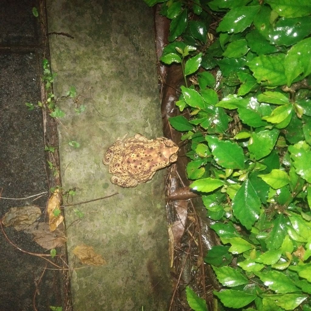 Asian Common Toad from CPQG+QCV, Babakan, Dramaga, Bogor Regency, West ...