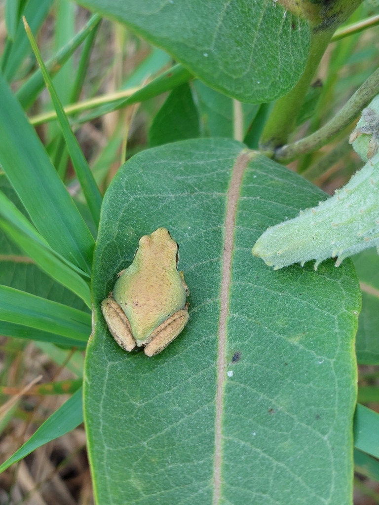 Northern Pacific Tree Frog from Oroville, WA 98844, USA on August 09 ...
