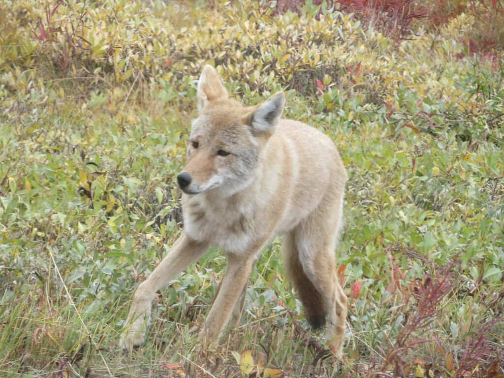 Northern Coyote (Canis latrans incolatus) - Know Your Mammals