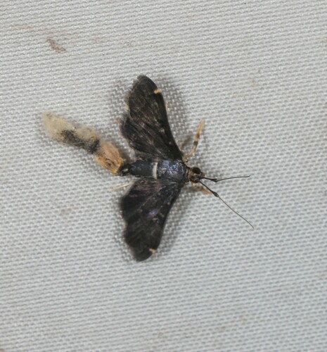 Piletocera chlorura · iNaturalist United Kingdom