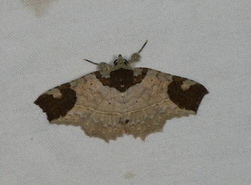 Tamba meeki · iNaturalist