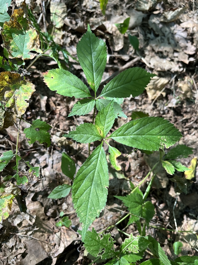 American ginseng in September 2022 by Bonnie Isaac · iNaturalist