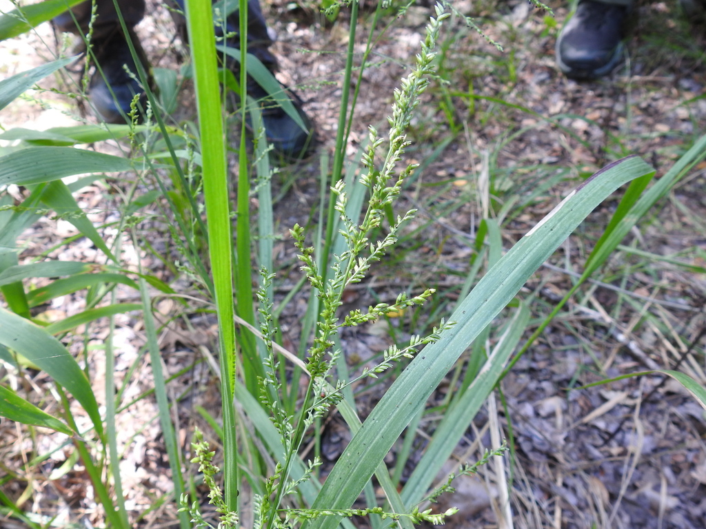 beaked panicum from Bastrop County, TX, USA on September 15, 2022 at 10 ...