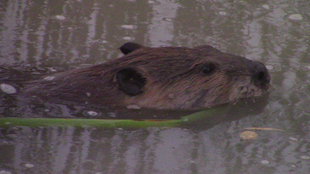 American Beaver from Las Vegas, NV, USA on September 16, 2022 at 06:19 ...