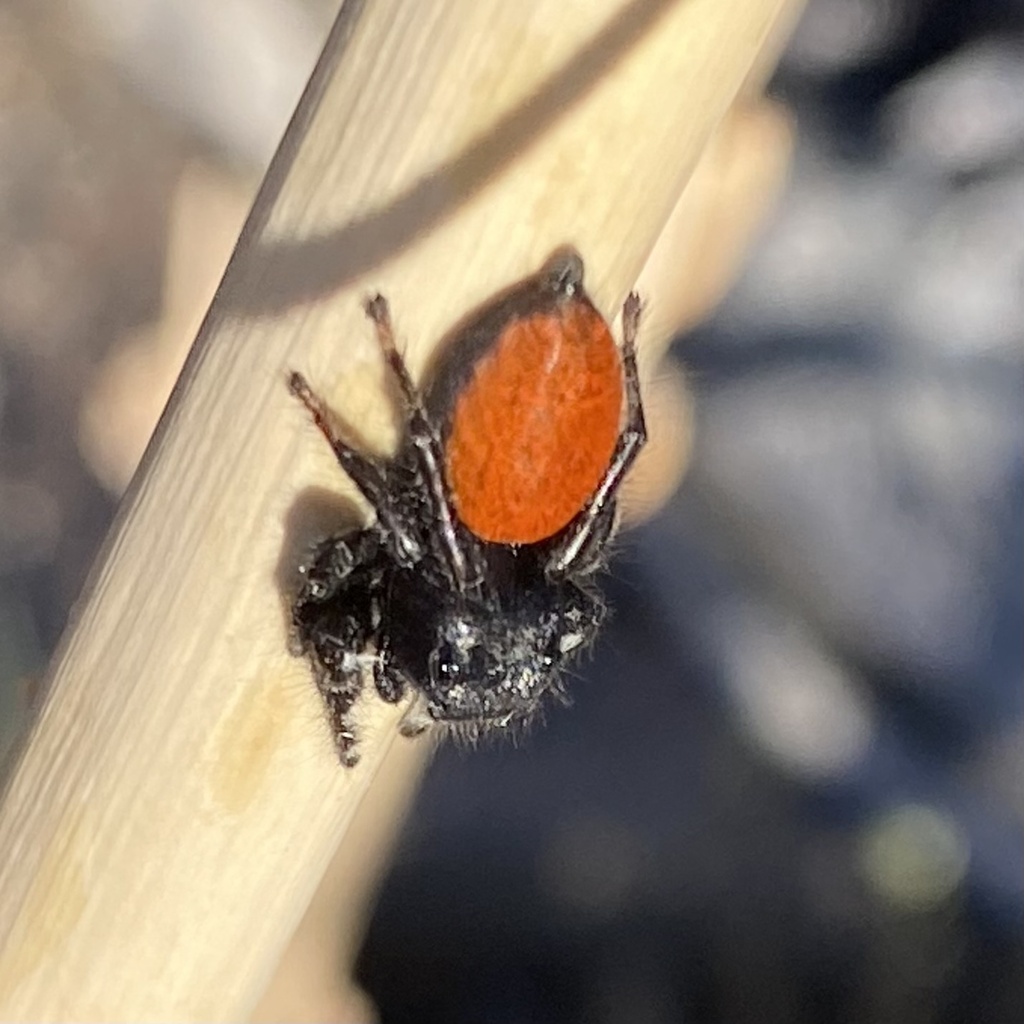 Phidippus carneus in September 2022 by Elliott Gordon. Gorgeous adult ...