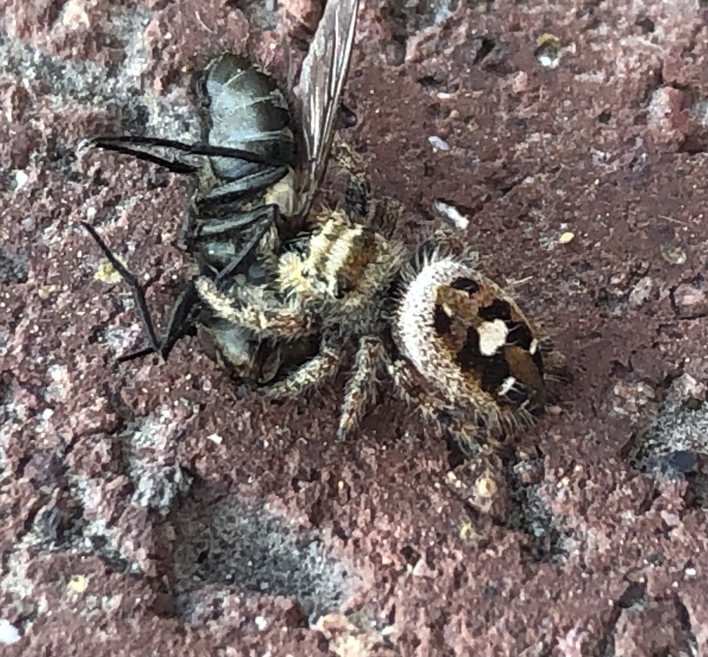 Bold Jumping Spider from St. Luke’s Meridian Medical Center, Meridian ...