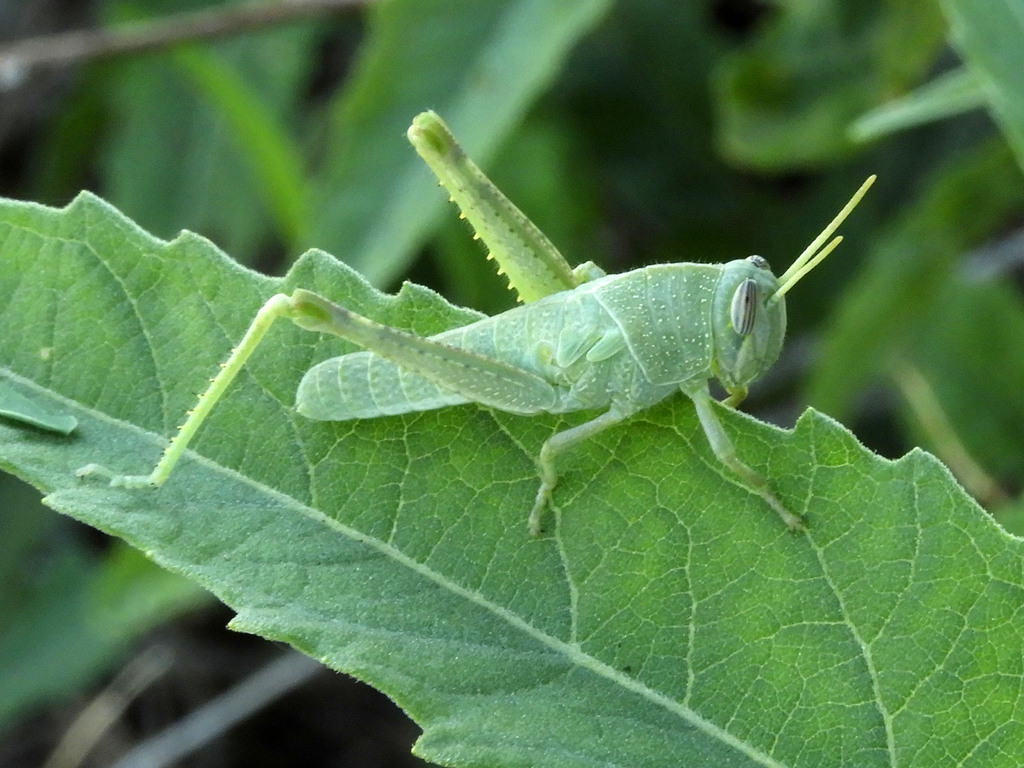 Gray Bird Grasshopper from Vekol Valley, Maricopa Co., Arizona on ...