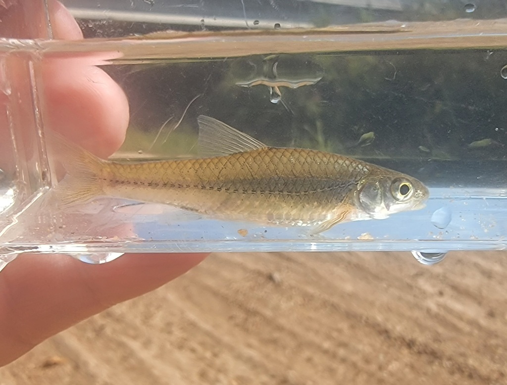 Sand Shiner from McCracken County, KY, USA on September 16, 2022 at 11: ...