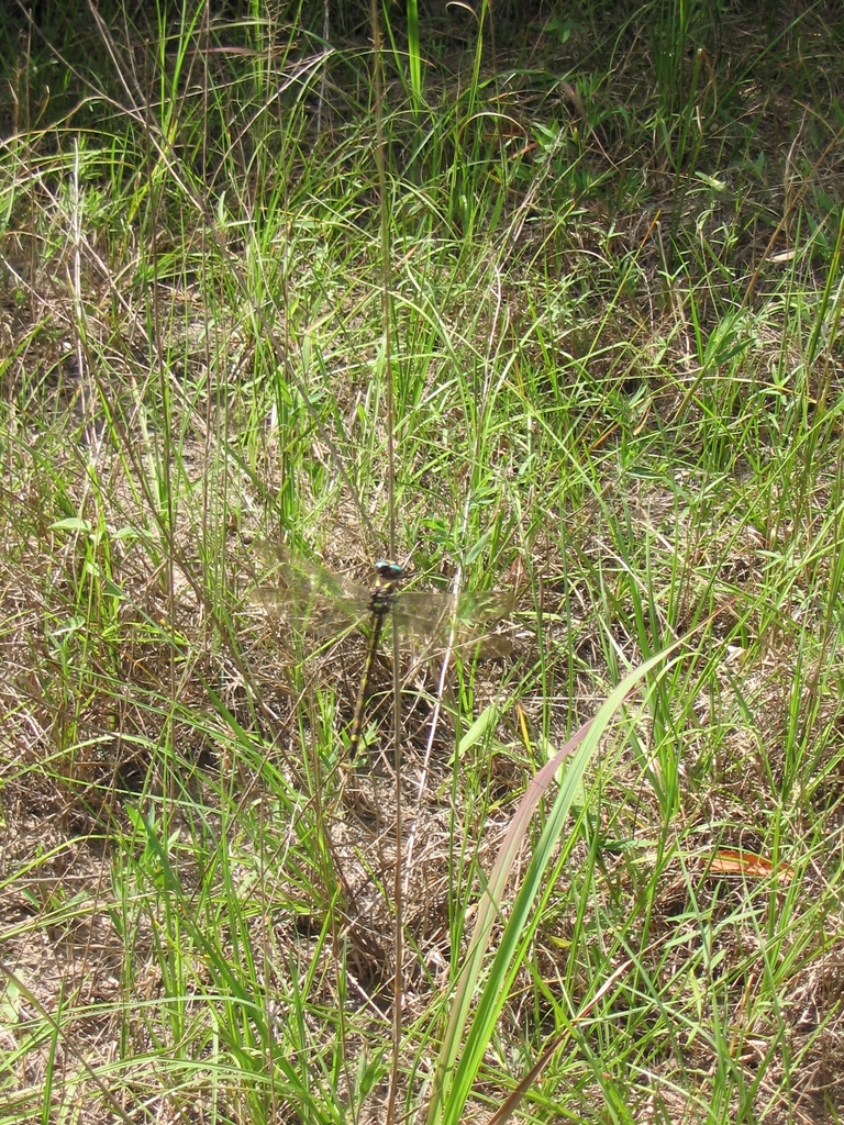 Arrowhead Spiketail from San Jacinto County, TX, USA on June 25, 2003 ...