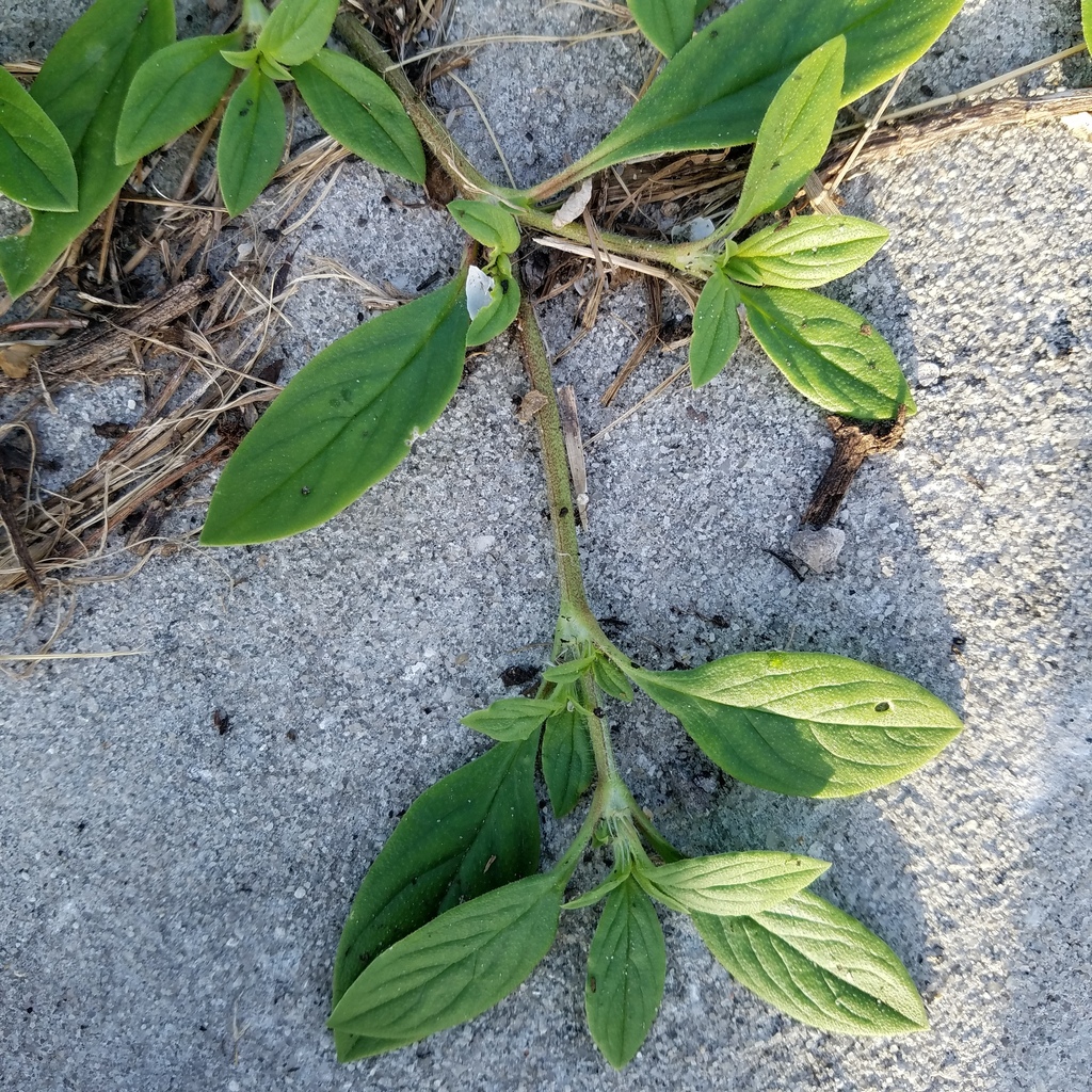 largeflower Mexican clover from Miami-Dade County, FL, USA on August 29 ...