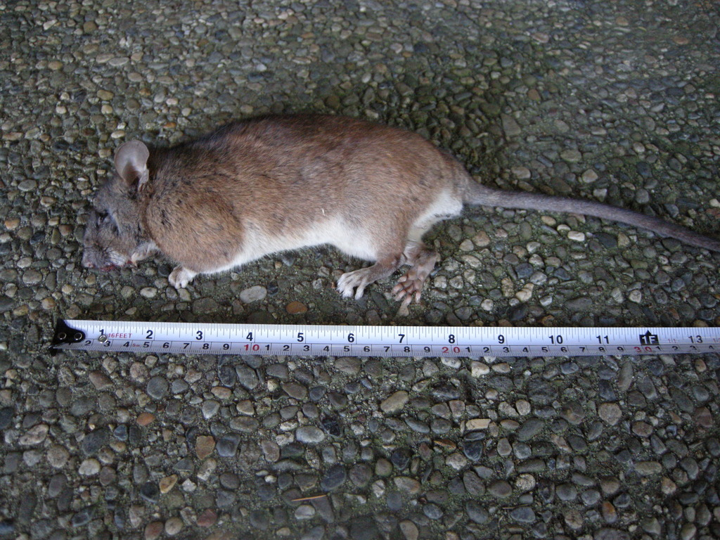 Dusky-footed Woodrat from home, Ladera, Portola Valley, Ca by Bob Dodge ...