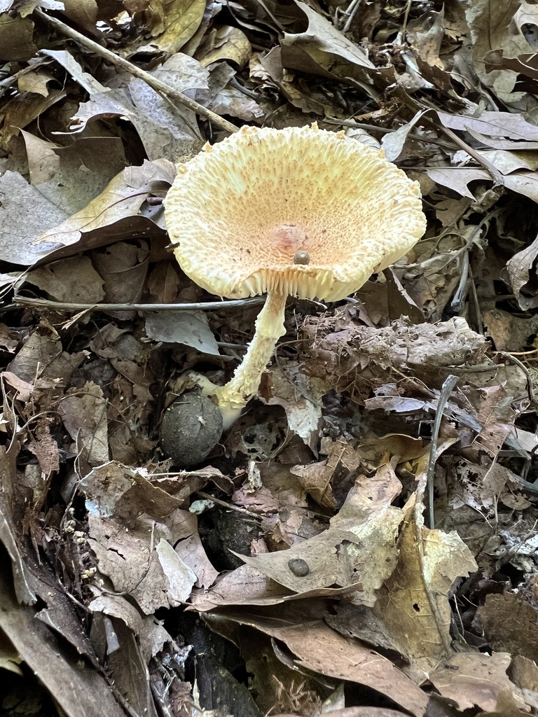 Shield Dapperling from Albert Johnson Rd, Nashville, IN, US on ...