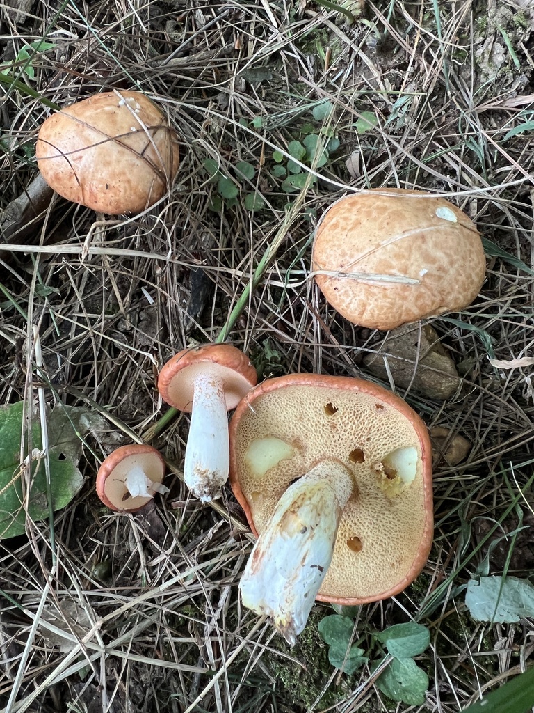 Slippery Jacks from Albert Johnson Rd, Nashville, IN, US on September ...