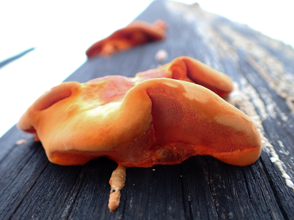 Southern Cinnabar Polypore from Gosford NSW, Australia on September 15 ...