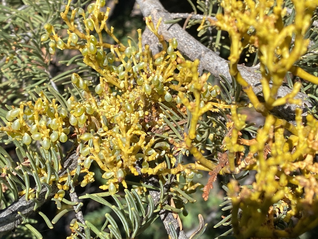 Western Dwarf-Mistletoe from Mariposa County, CA, USA on August 30 ...