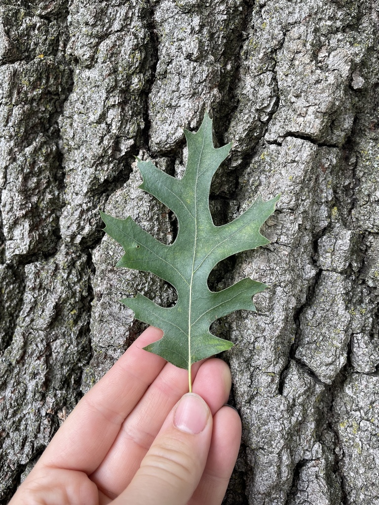 northern pin oak in September 2022 by Jacqueline Weber. Acorn chewed ...