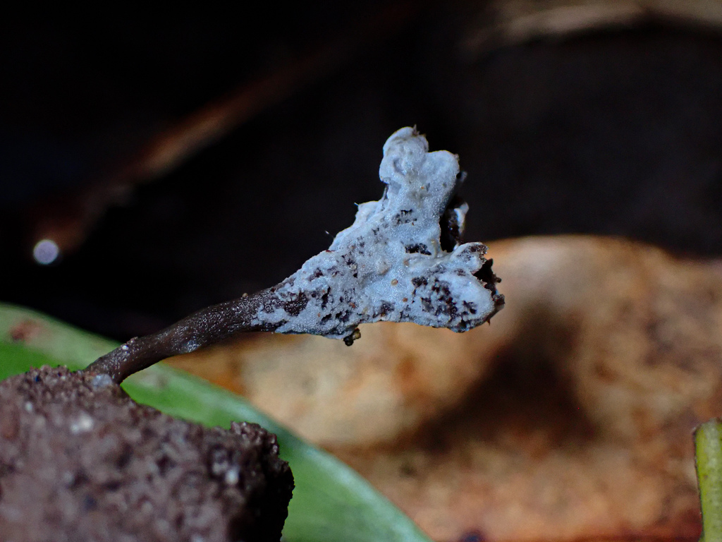 Trumpets from Strickland State Forest, Somersby NSW, Australia on ...