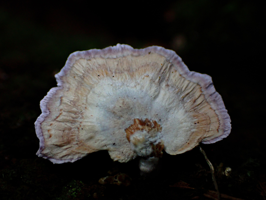 violet-toothed polypore from Strickland State Forest, Somersby NSW ...
