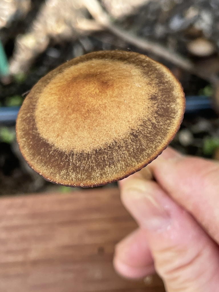 Banded Mottlegill from Fifth Ave S, Kirkland, WA, US on September 16 ...