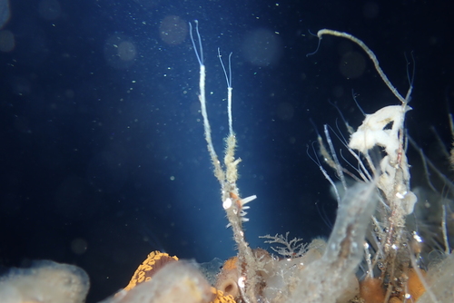 (Phyllochaetopterus prolifica)