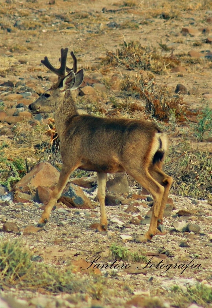 Mule Deer from San José de Magdalena on September 16, 2022 at 10:41 PM ...