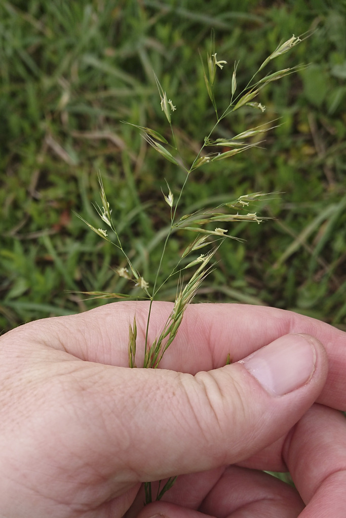 Yellow Oat-grass from Mödling District, Austria on September 16, 2022 ...